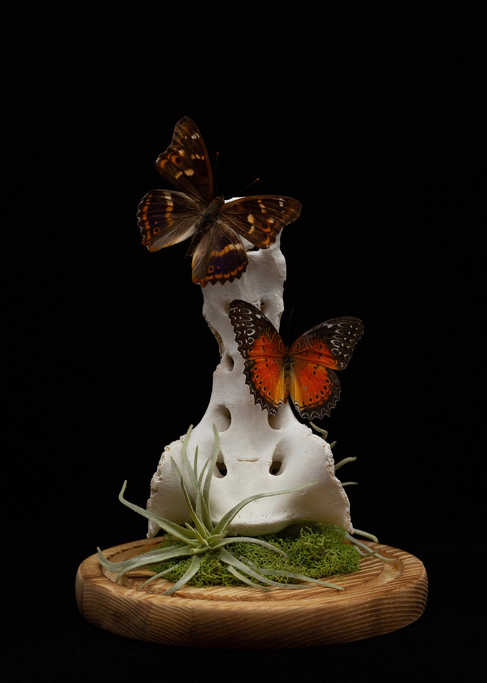 Apatura Iris purple Emperor Butterfly and Cethosia Biblis red Lacewing ...