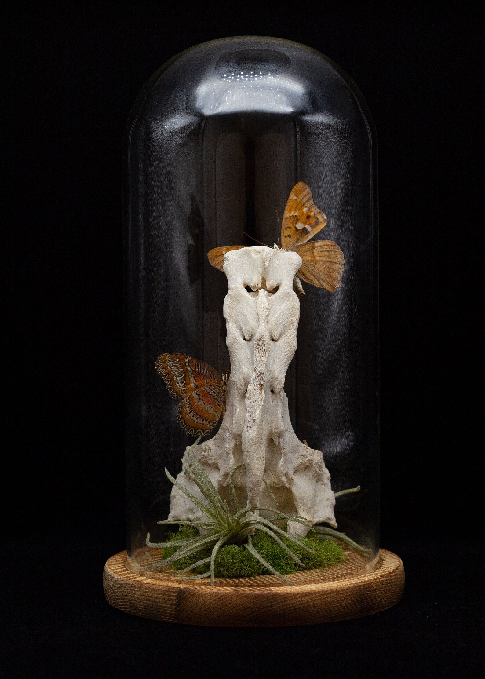 Apatura Iris purple Emperor Butterfly and Cethosia Biblis red Lacewing ...