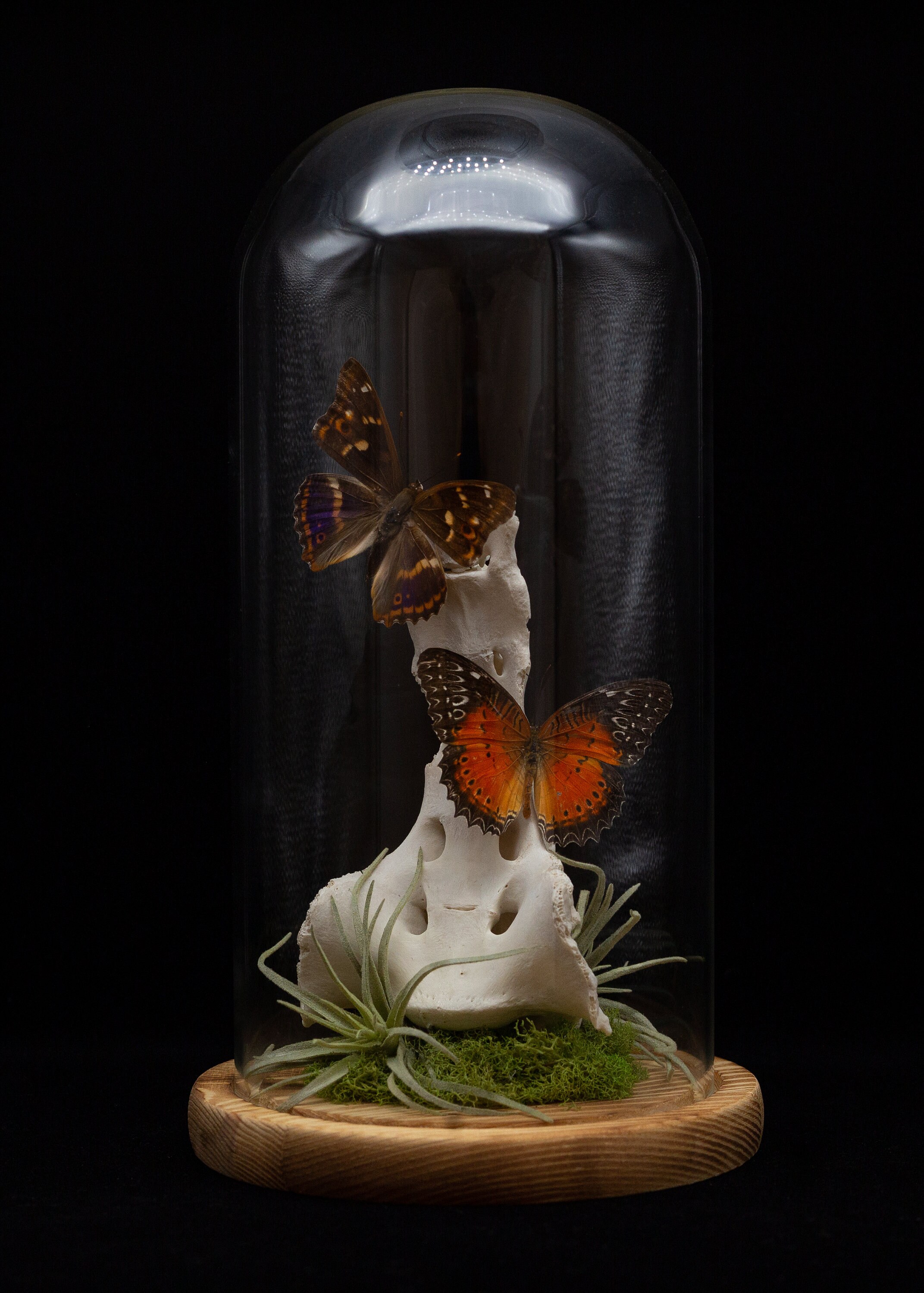 Apatura Iris purple Emperor Butterfly and Cethosia Biblis red Lacewing ...