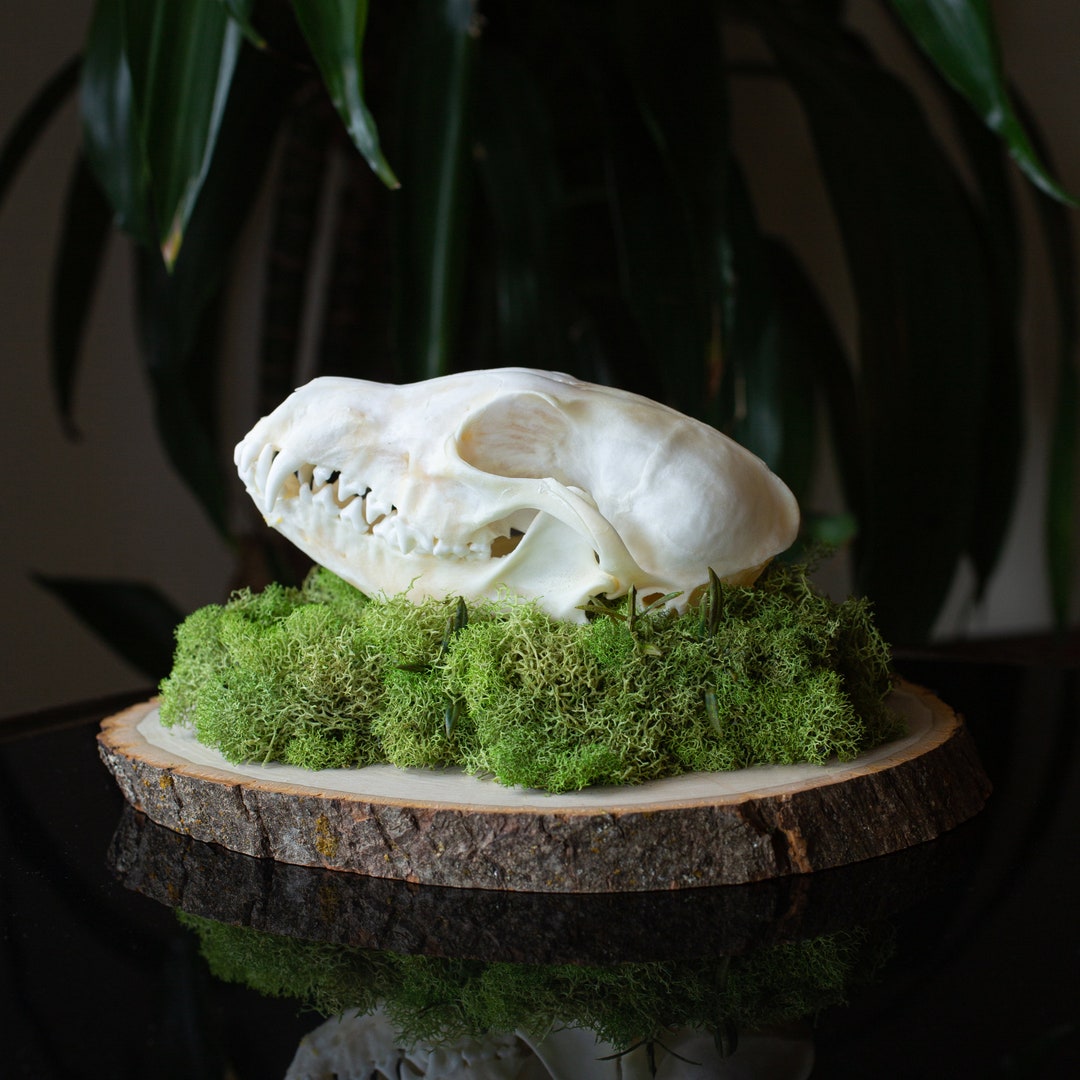 Ethically Sourced Fox Skull Moss Mount Home Decor, Ethically Sourced ...