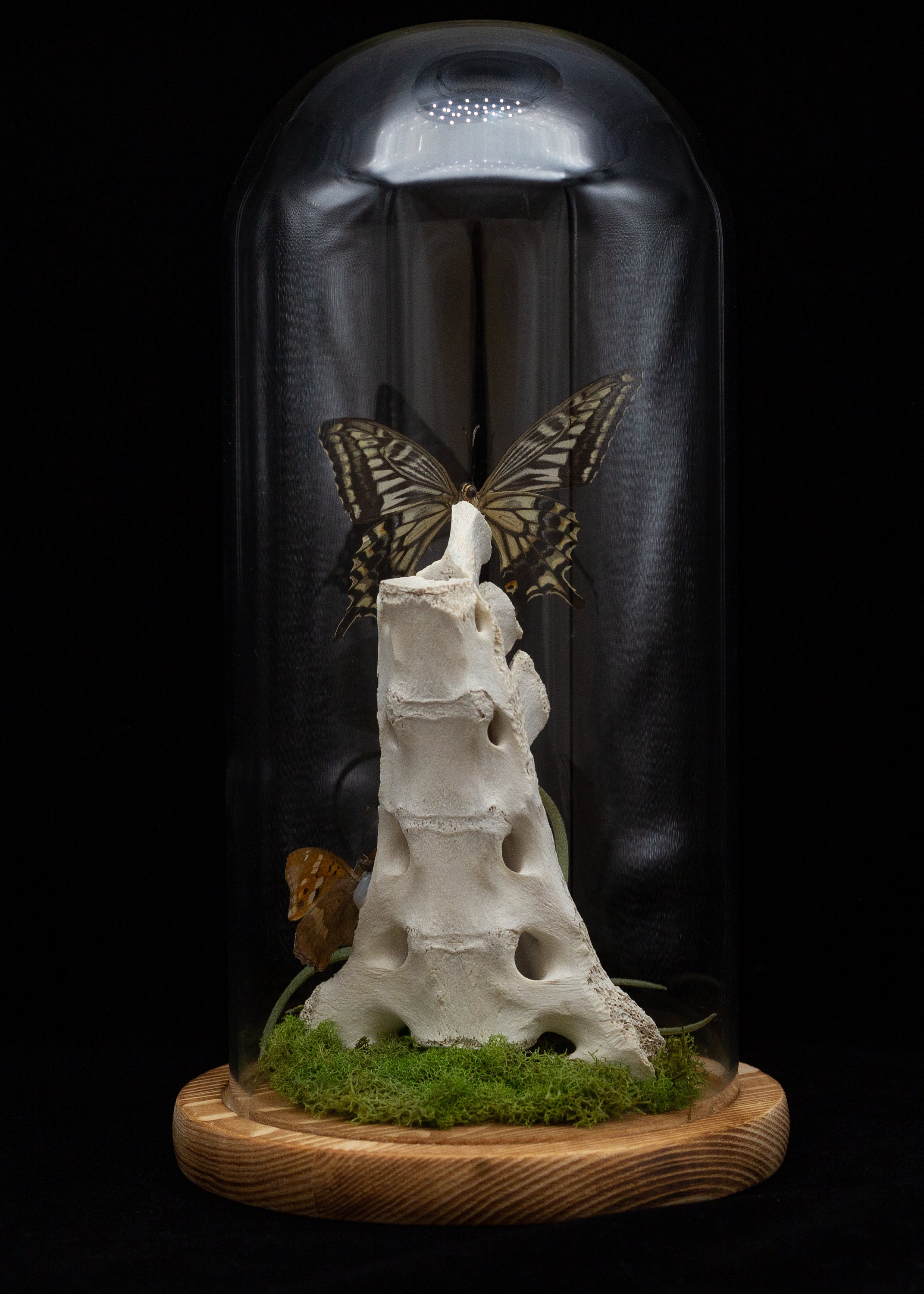 Papilio Xuthus asian Swallowtail Butterfly and Apatura Iris purple ...