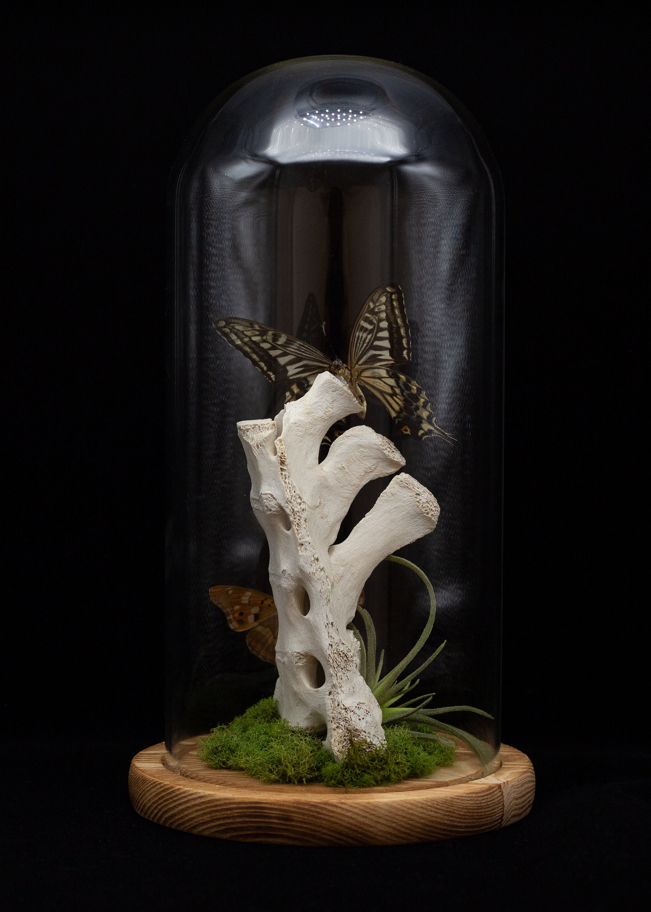 Papilio Xuthus asian Swallowtail Butterfly and Apatura Iris purple ...