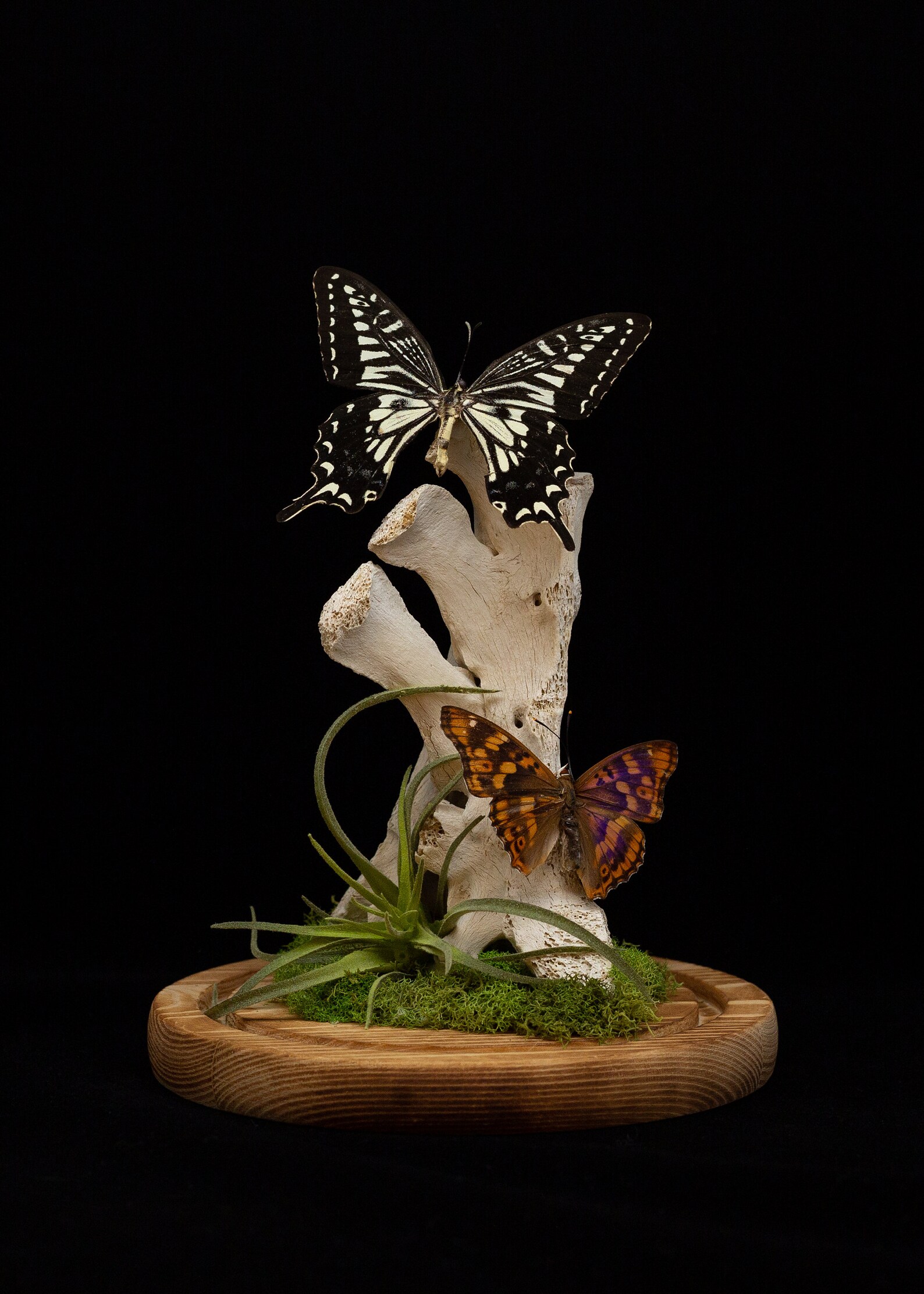 Papilio Xuthus asian Swallowtail Butterfly and Apatura Iris purple ...