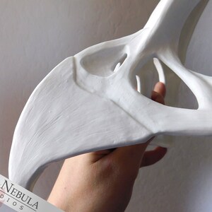 Eagle Skull Mask Blank, Hawk Skull Face Mask, Raptor Skull Mask, Bird ...