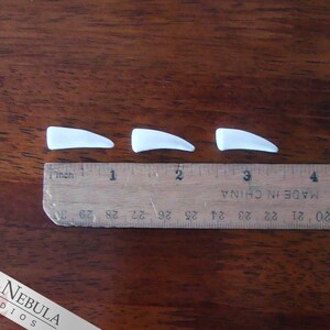 Set of Thin 1" Teeth, White or Black Resin Fangs, Animal or Lizard ...