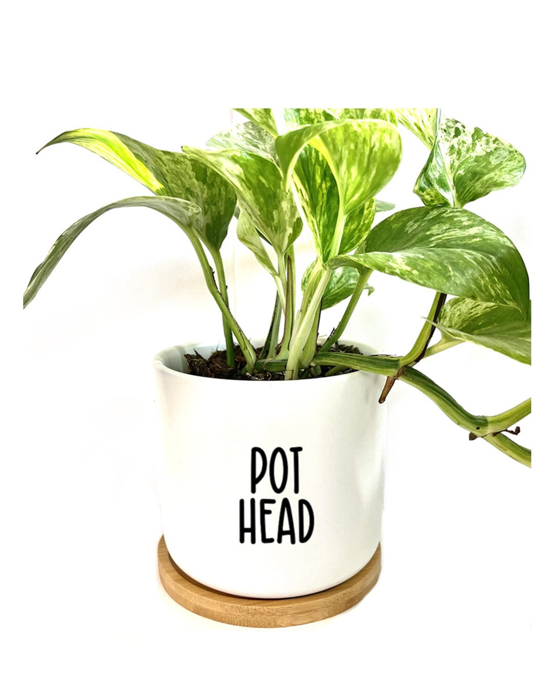 Pot Head | Funny Planter | Plant Pot | Funny Planters | Funny Plant ...