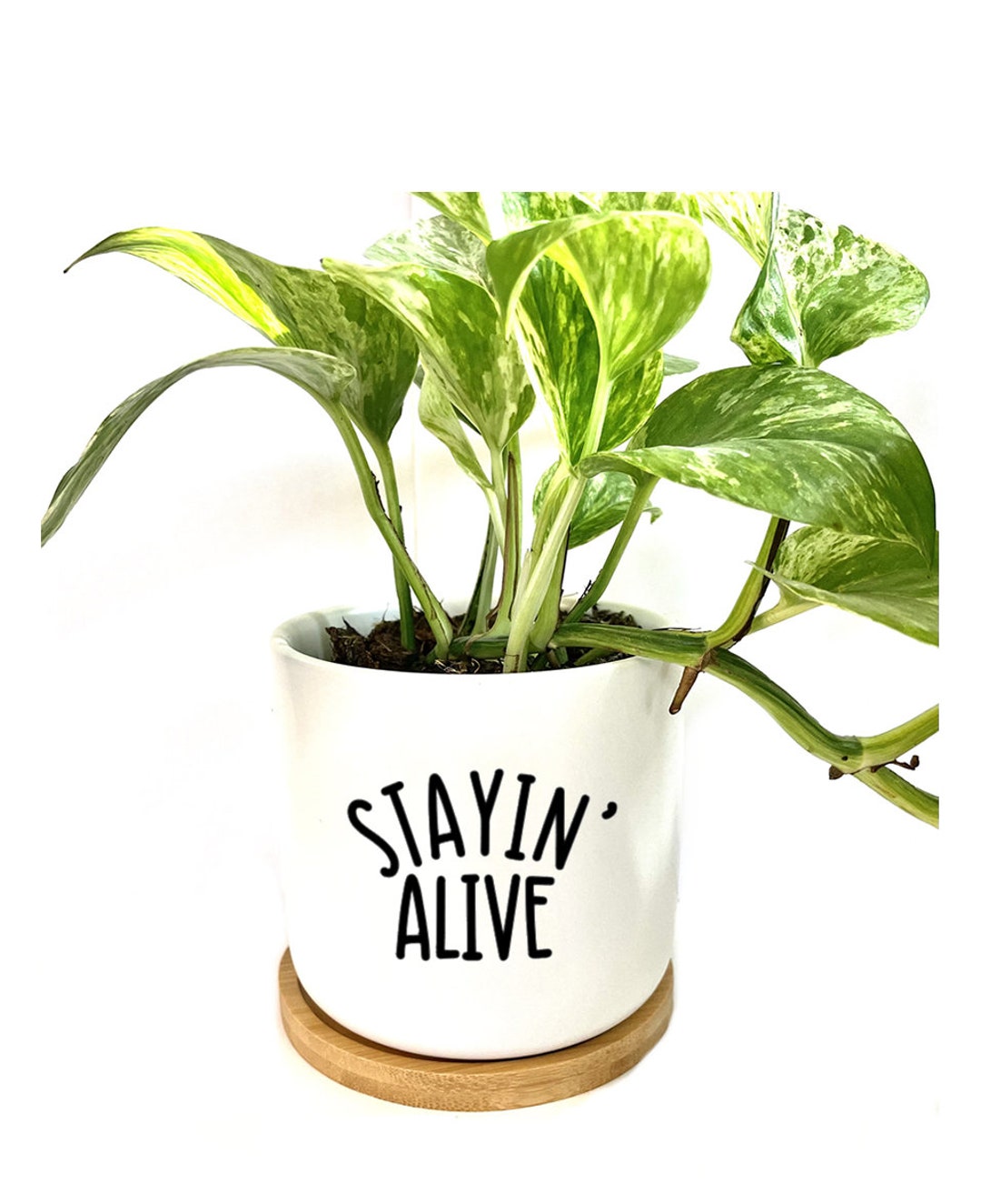 Stayin' Alive| Funny Planter | Plant Pot | Funny Planters | Funny Plant ...