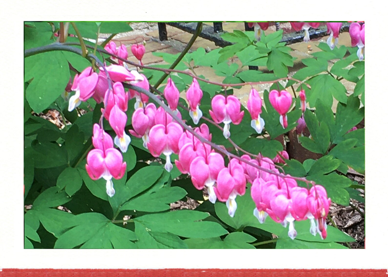 Pink Bleeding Heart Flowers | Etsy