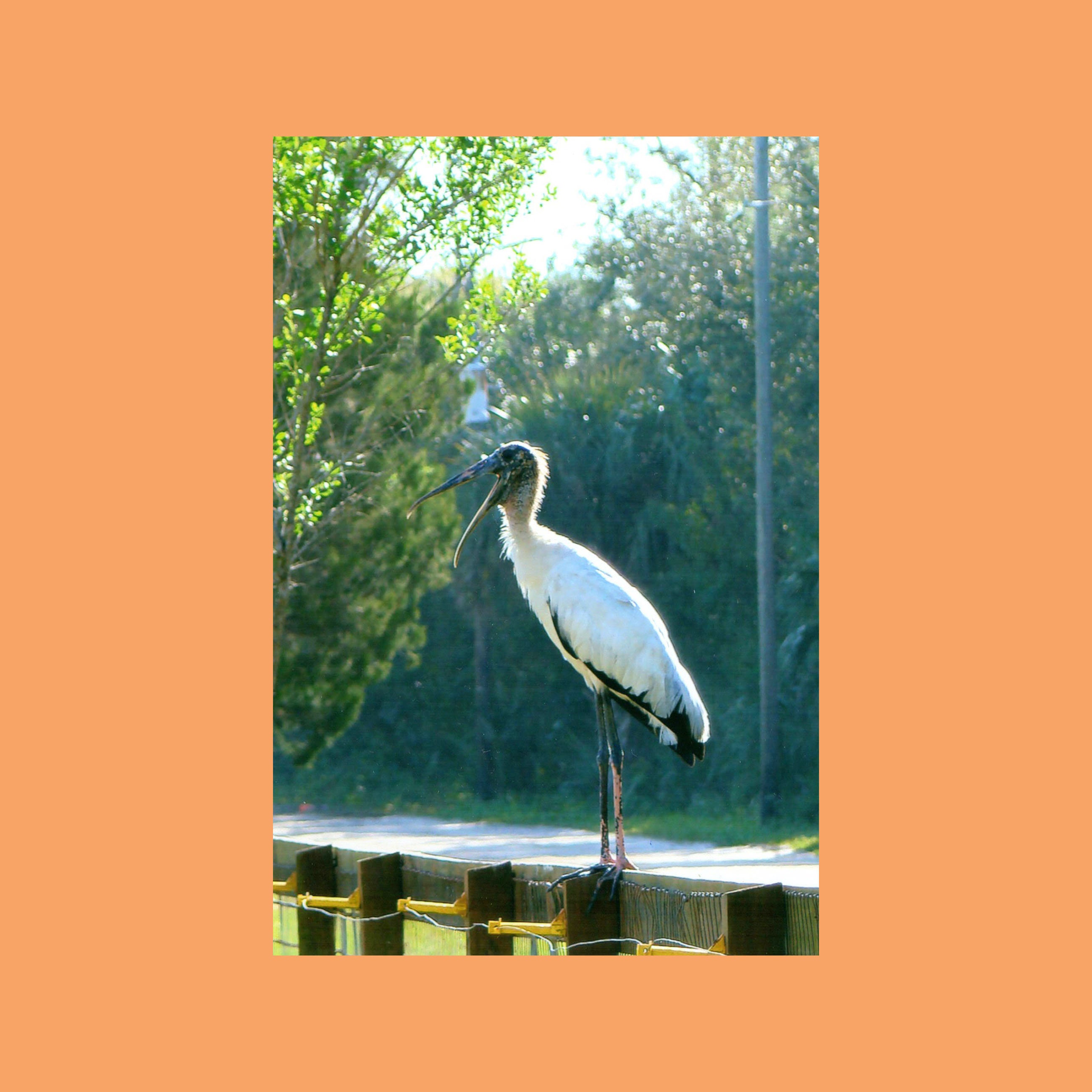 Yakking Wood Stork - Etsy