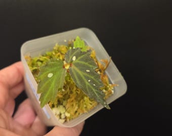 Begonia Mantuk, Terrarium Species From Papua New Guinea, 2 Inch Potted ...