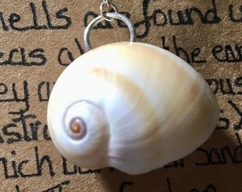 Moon Snail | Etsy
