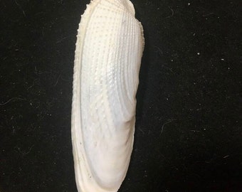 Angel Wing Clam - Etsy