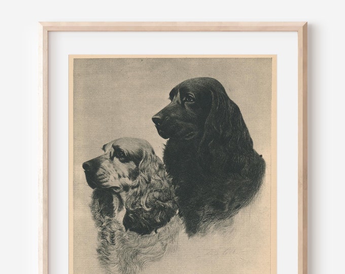1931 Cocker Spaniels Dog Portrait Antique Print - Etsy