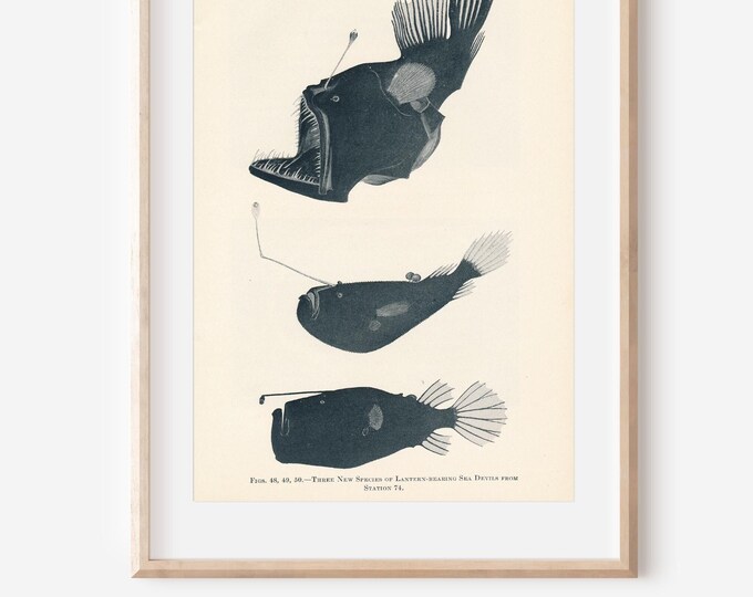 1926 Black Seadevil Anglerfish Antique Deep Sea Fish Illustration Print ...