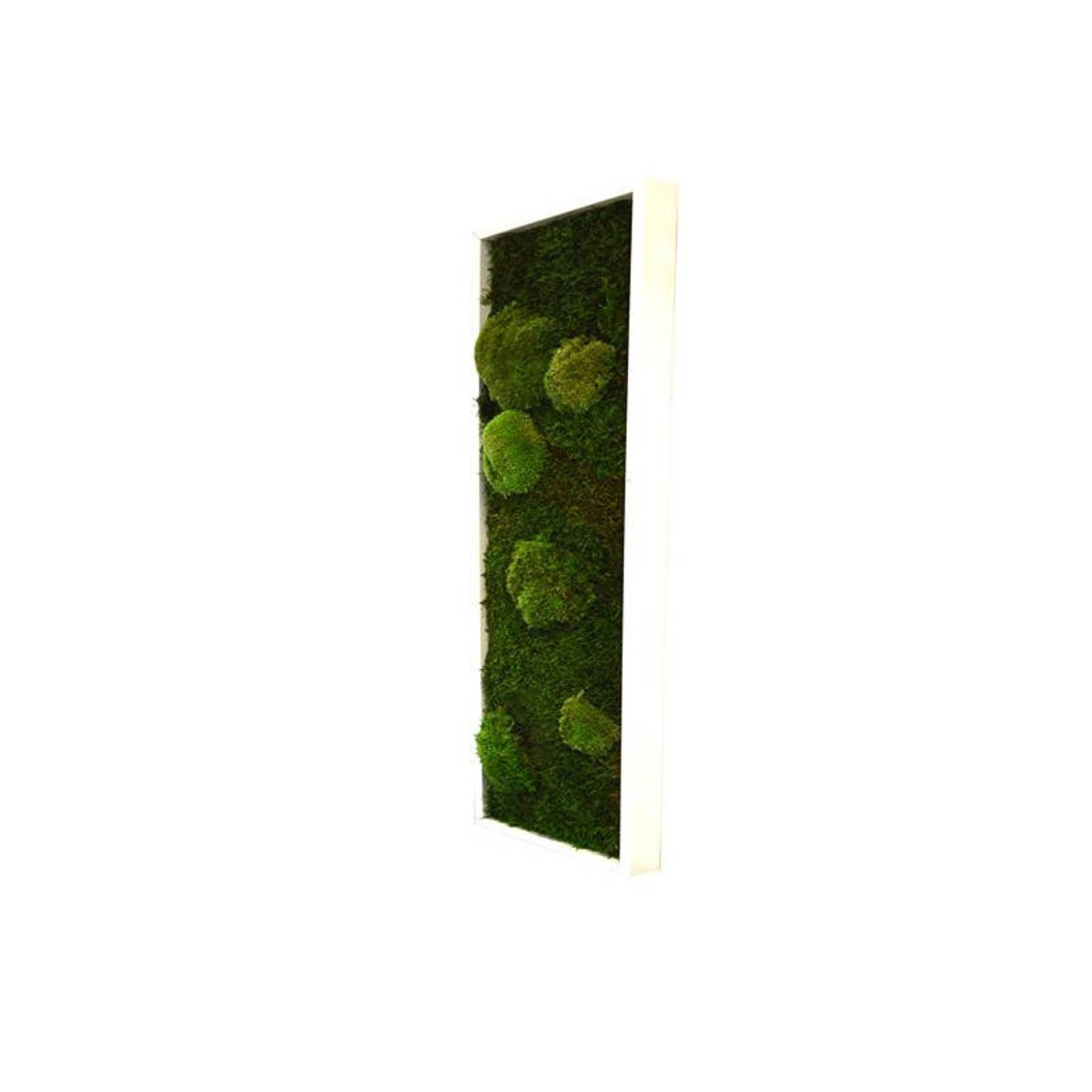 Bun Moss Pano Wall Garden 8 X 28 Moss Wall - Etsy