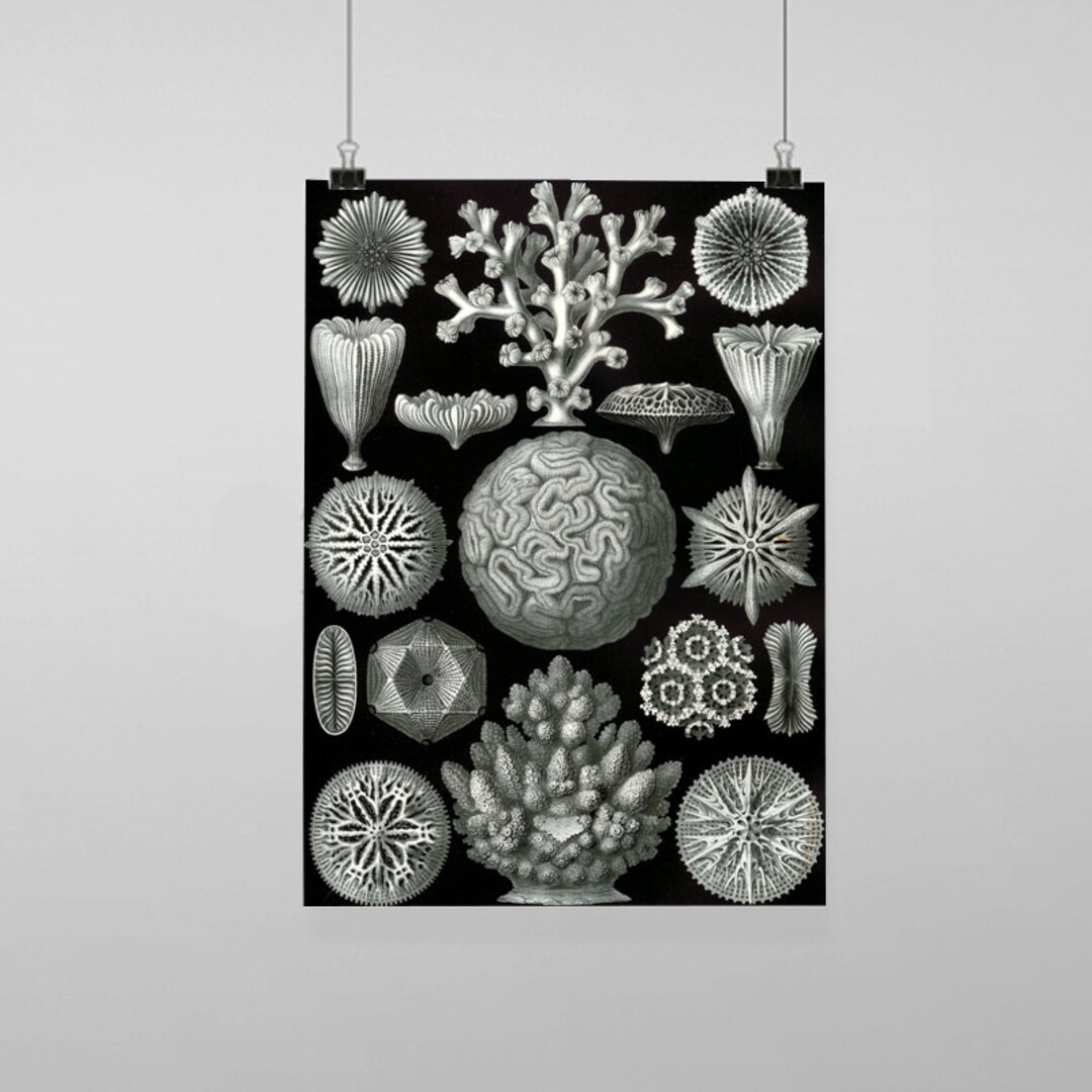 Vintage Ernst Haeckel Illustration - Vintage Reproduction Wall Art ...
