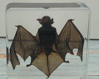 Resin Encased | Etsy