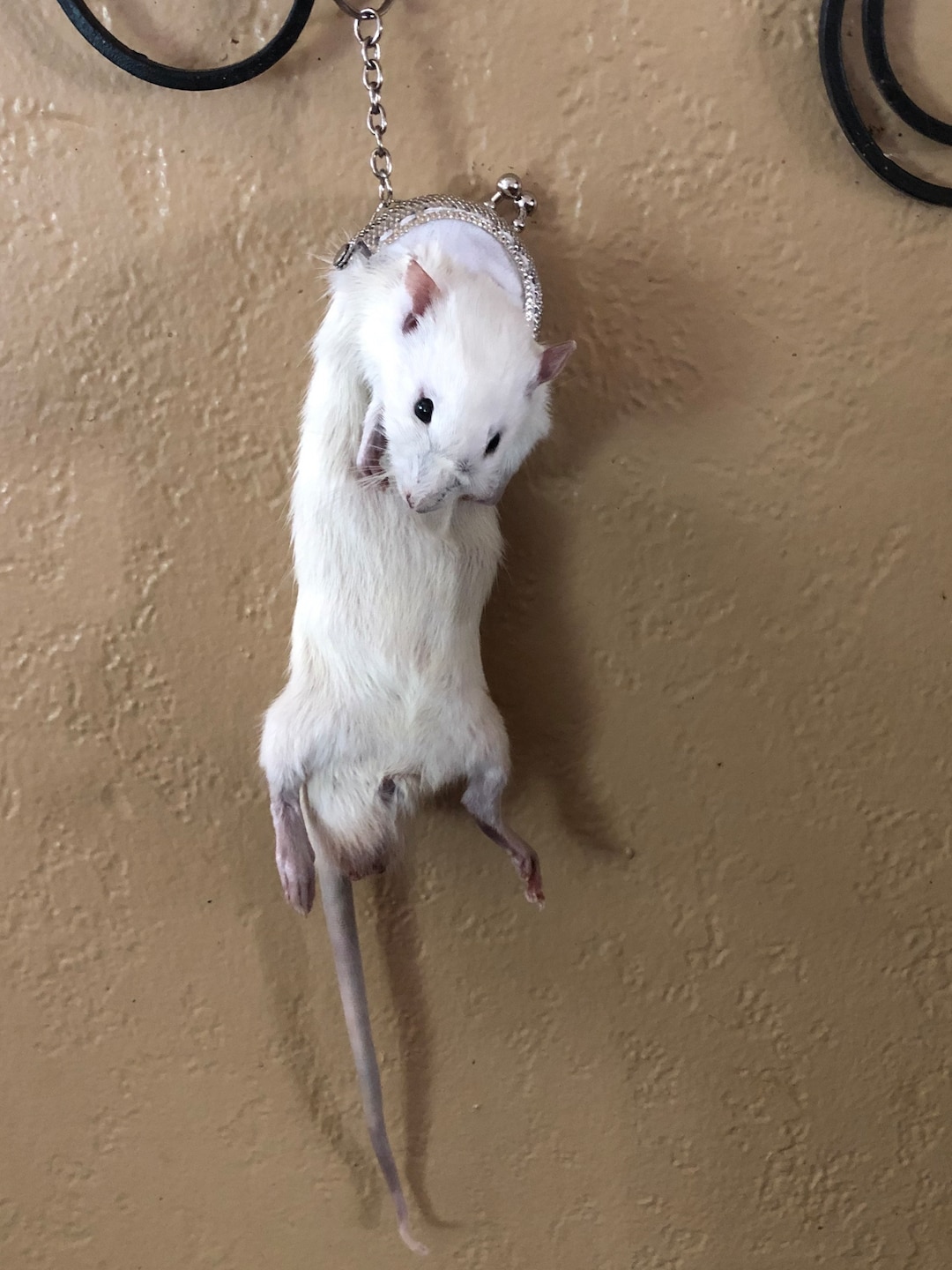 Taxidermy Rat Coin Purse - Etsy