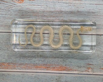 Resin Encased | Etsy