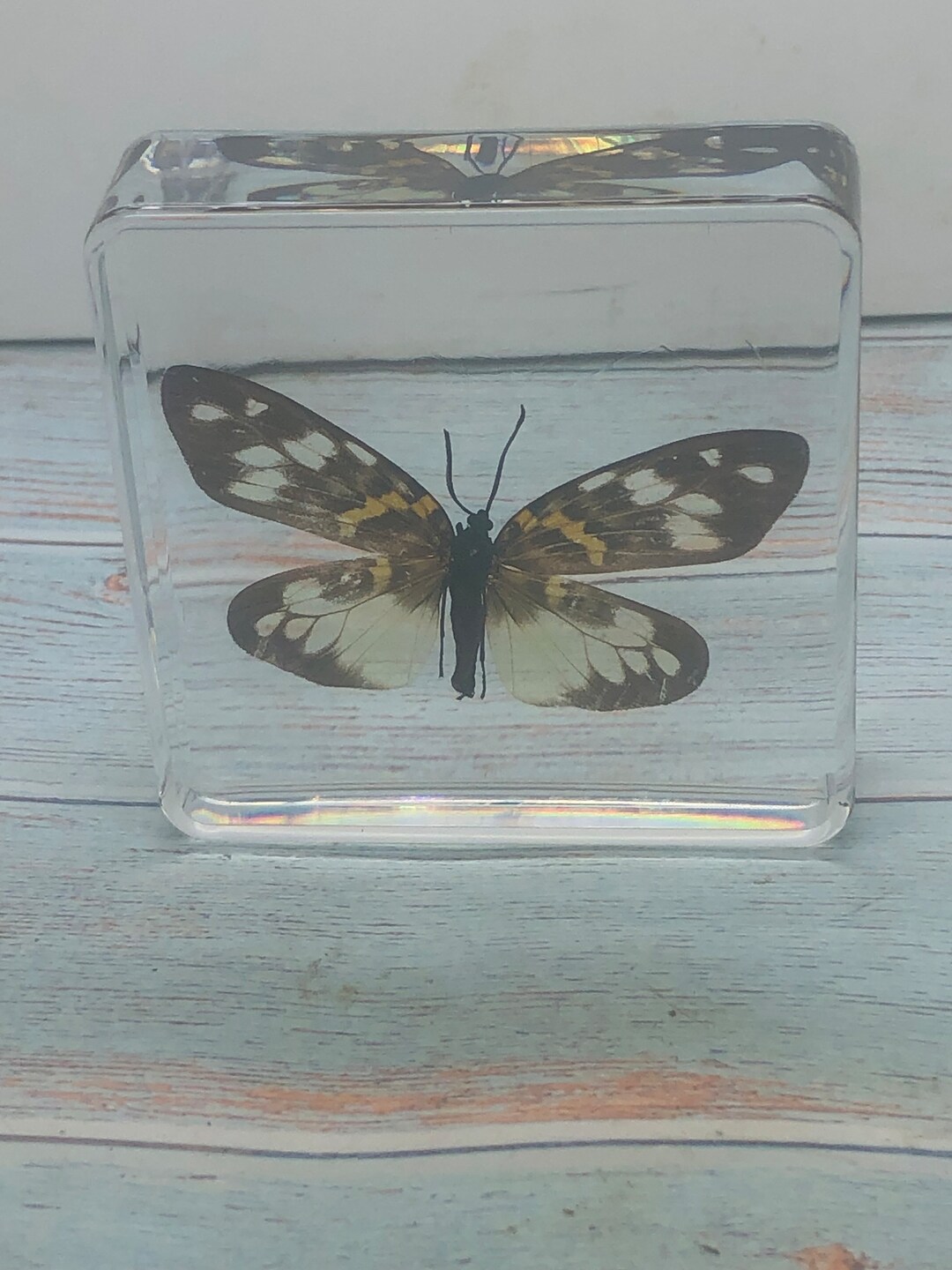 Acrylic Resin Encased Butterfly Erasmia Pulchella - Etsy