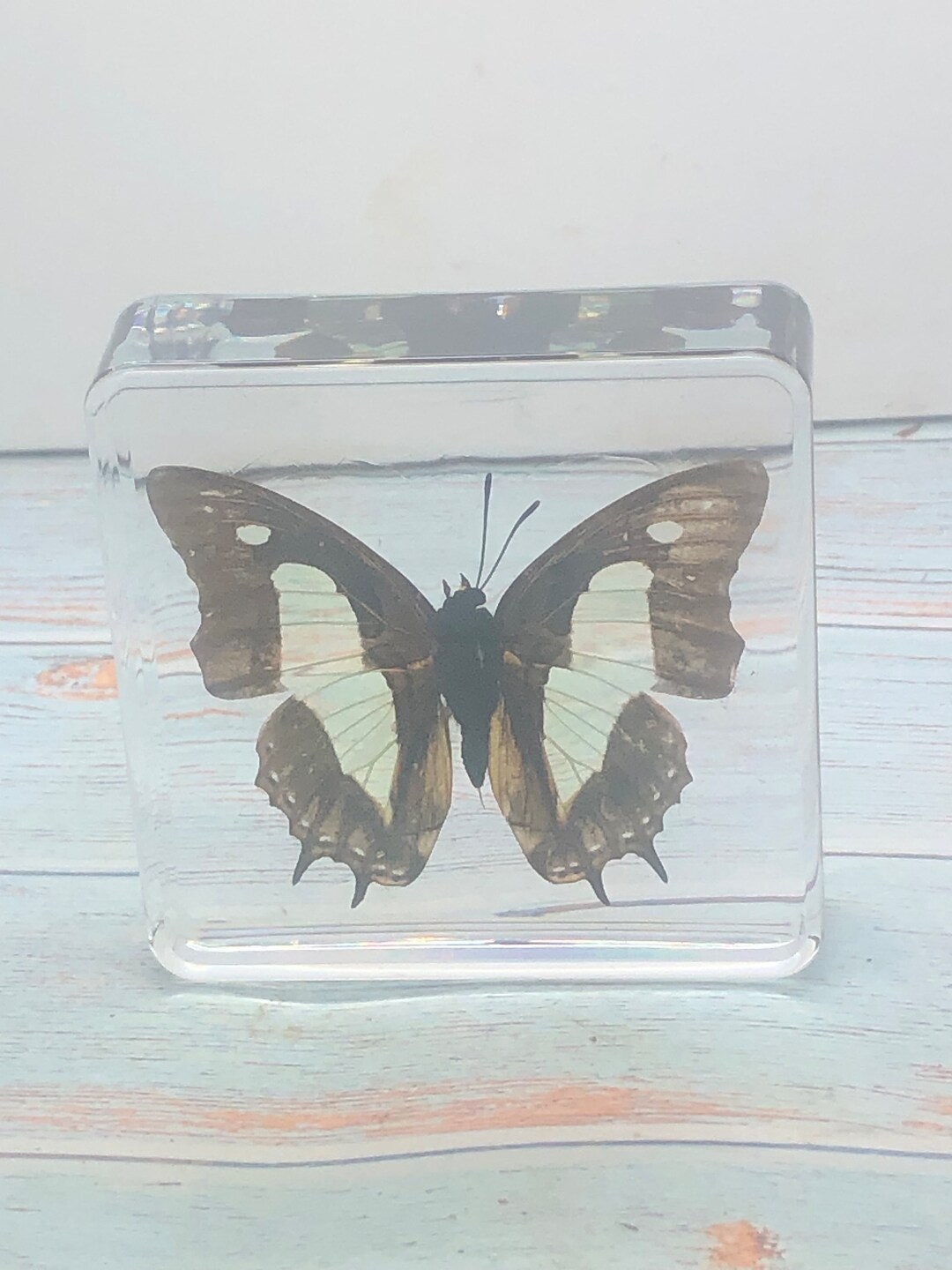 Acrylic Resin Encased Butterfly Blue Tiger Tirumala - Etsy