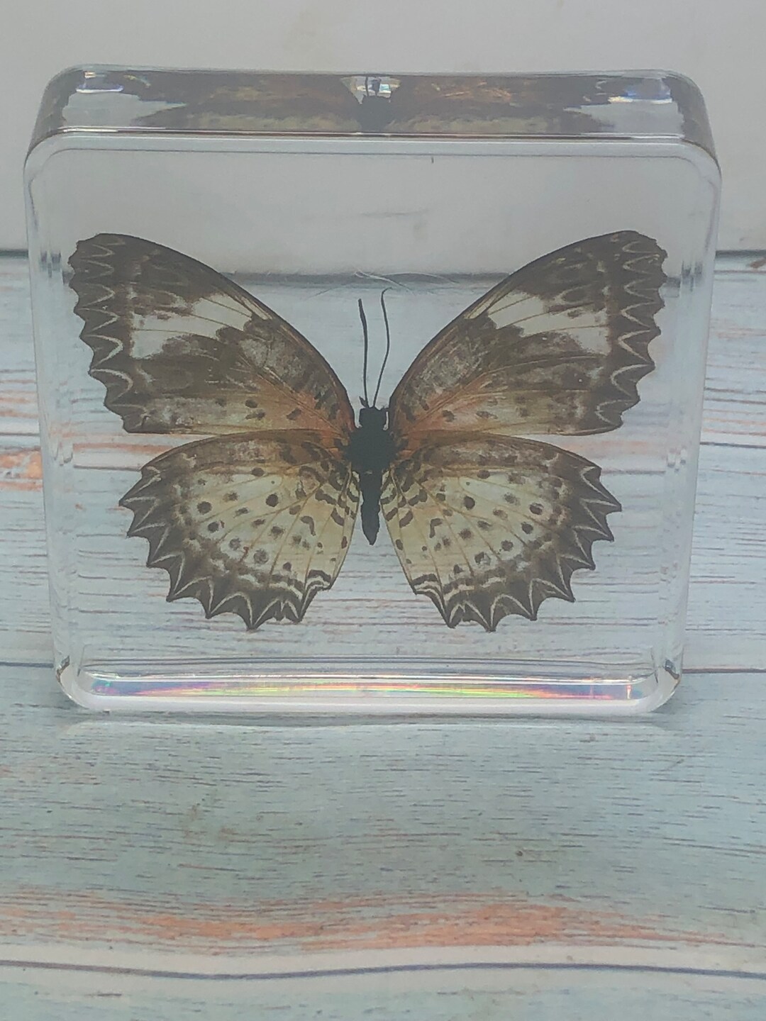 Acrylic Resin Encased Butterfly Leopard Lacewing - Etsy