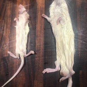 Do It Yourself Rat Taxidermy Kit With Real Rat Skin - Etsy