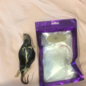 Do It Yourself Rat Taxidermy Kit With Real Rat Skin - Etsy