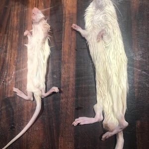 Rat Skins for Do It Yourself Taxidermy - Etsy