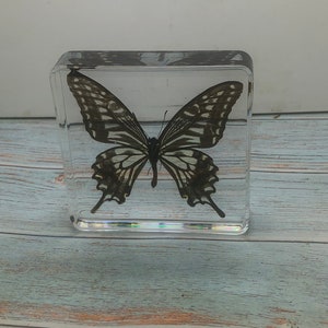 Acrylic Resin Encased Butterfly Swallotail Papilio Xuthus - Etsy
