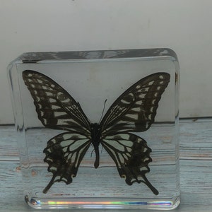 Acrylic Resin Encased Butterfly Swallotail Papilio Xuthus - Etsy