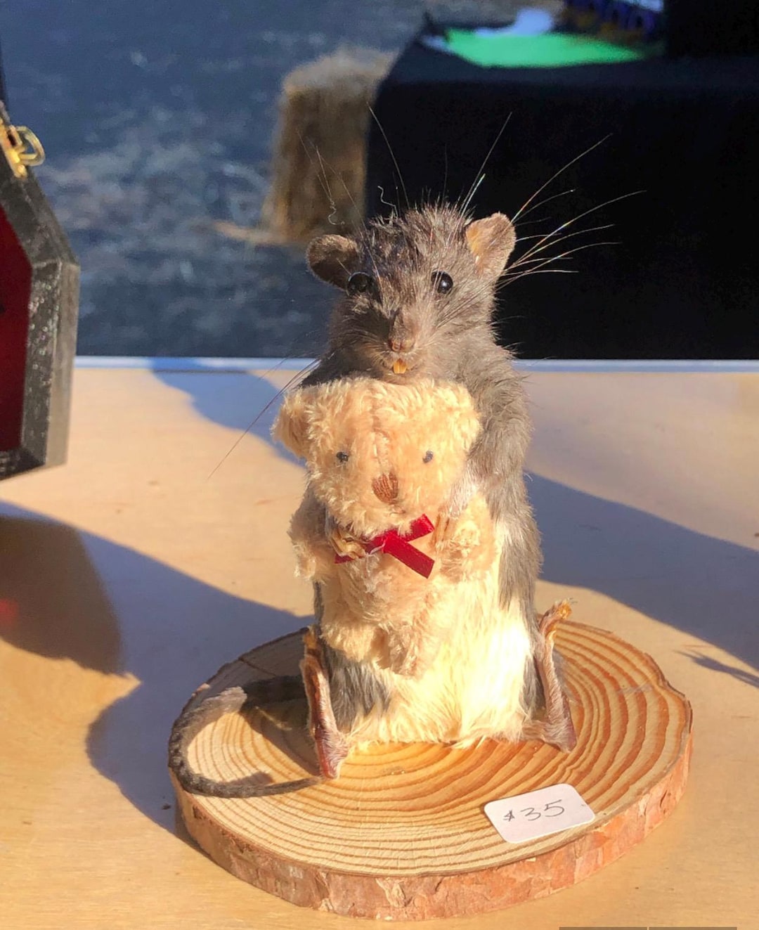 Do It Yourself Rat Taxidermy Kit With Real Rat Skin - Etsy