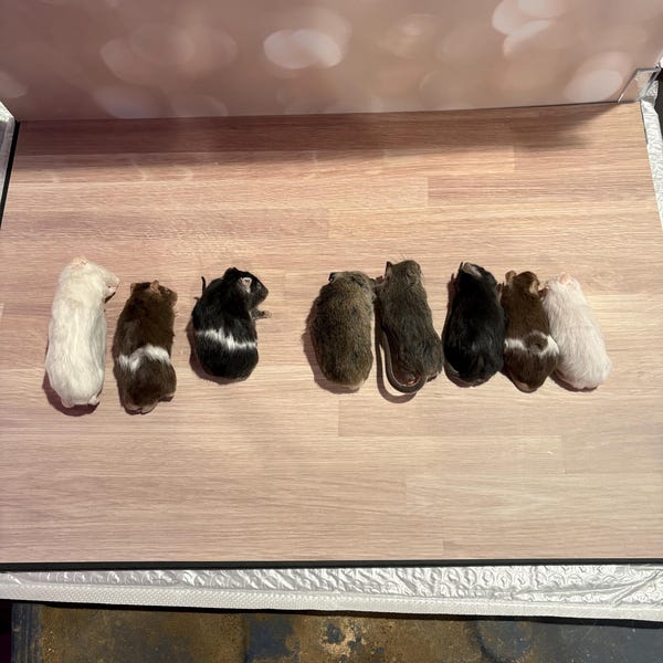 Mouse Skins - Etsy