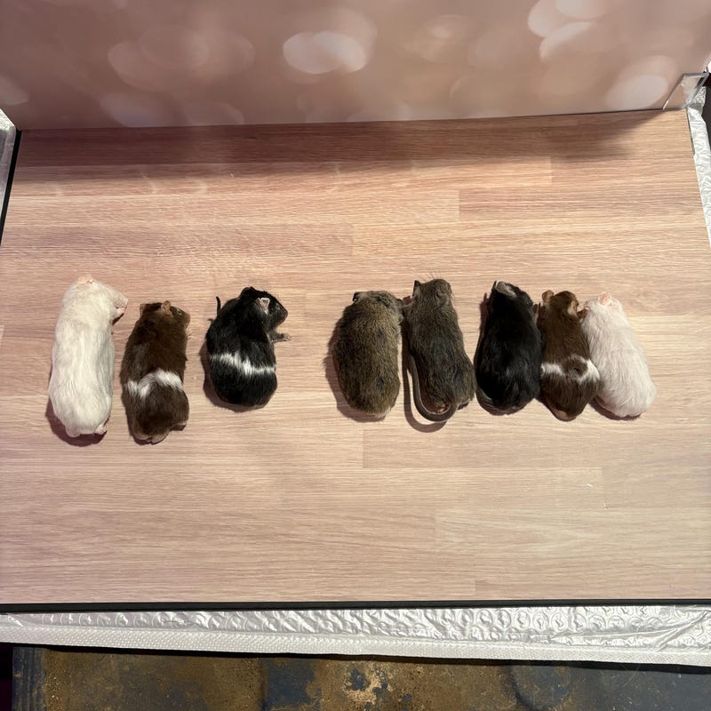 Mouse Skins - Etsy