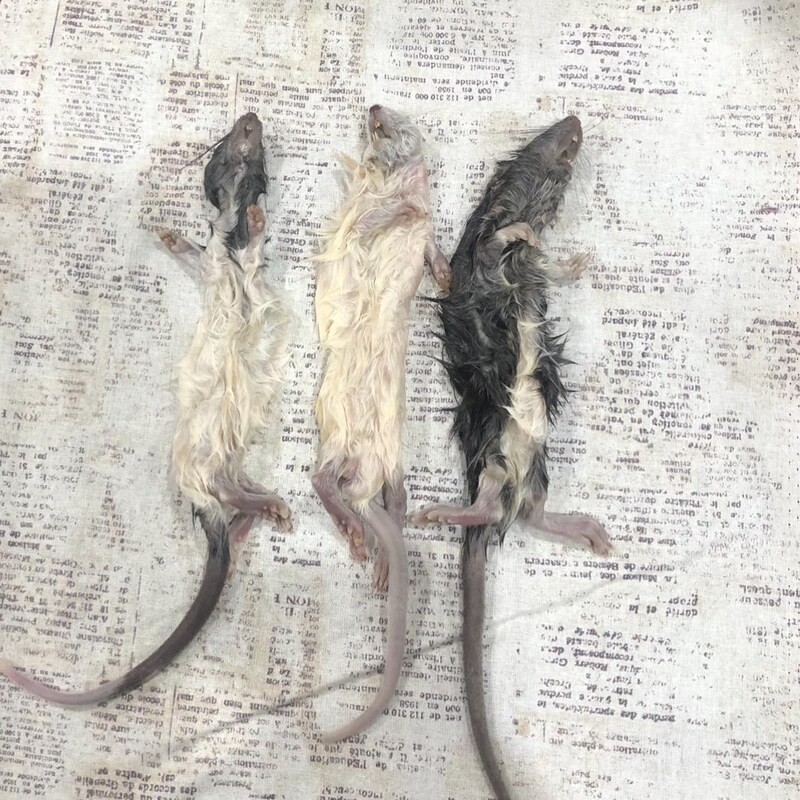 Taxidermy Rat - Etsy