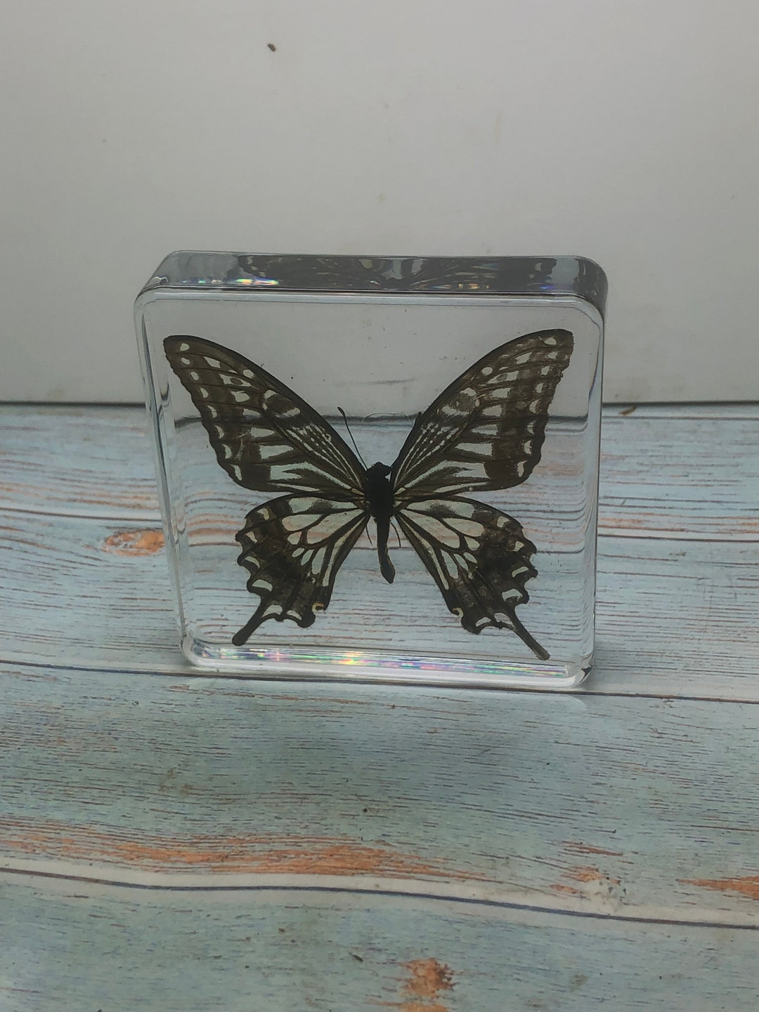 Acrylic Resin Encased Butterfly Swallotail Papilio Xuthus - Etsy