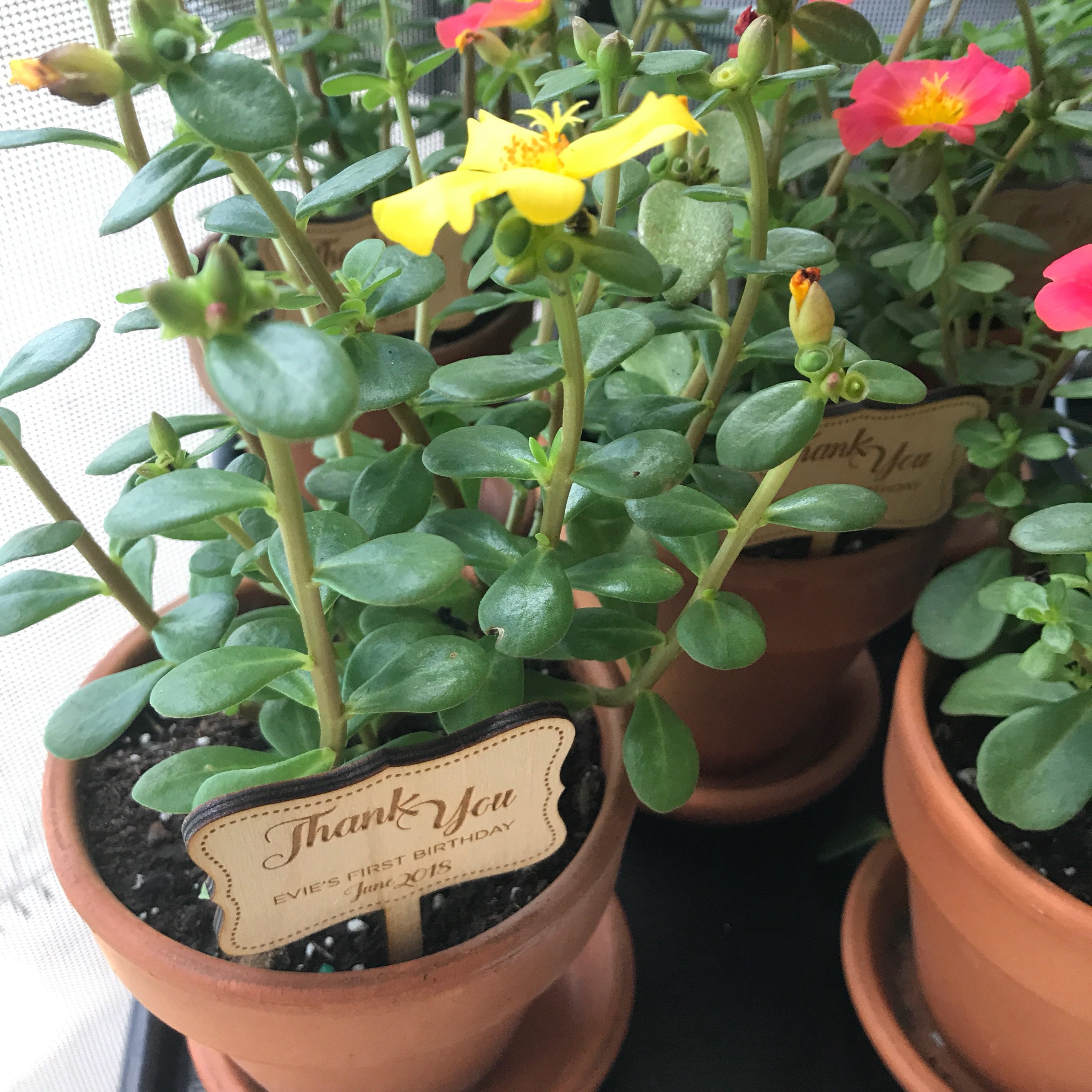 Plant Tag Wood Favors. Thank You Flower Pots. Flower Pot | Etsy