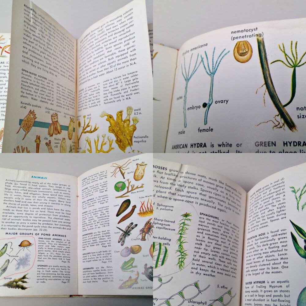 Vintage Golden Guide 1967 Pond Life Hardcover Nature Guide - Etsy