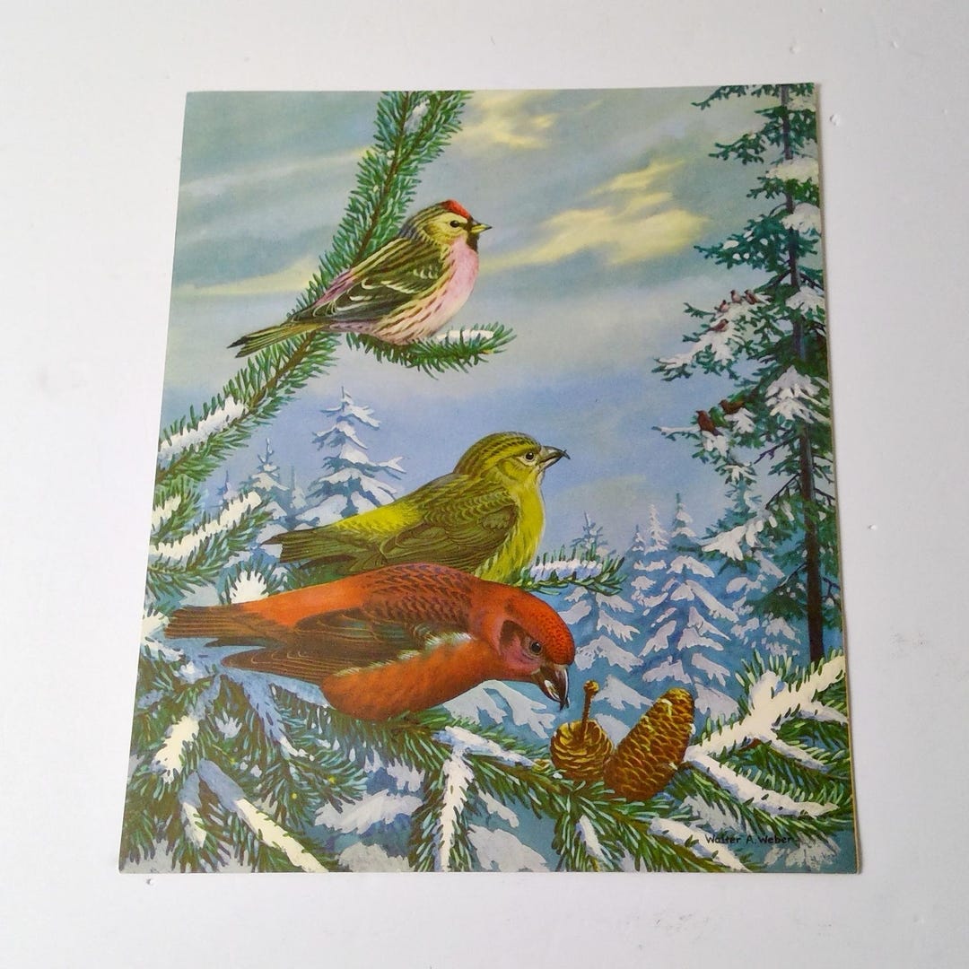 Walter A. Weber Color Bird Art Print 1930s Featuring A Redpoll ...