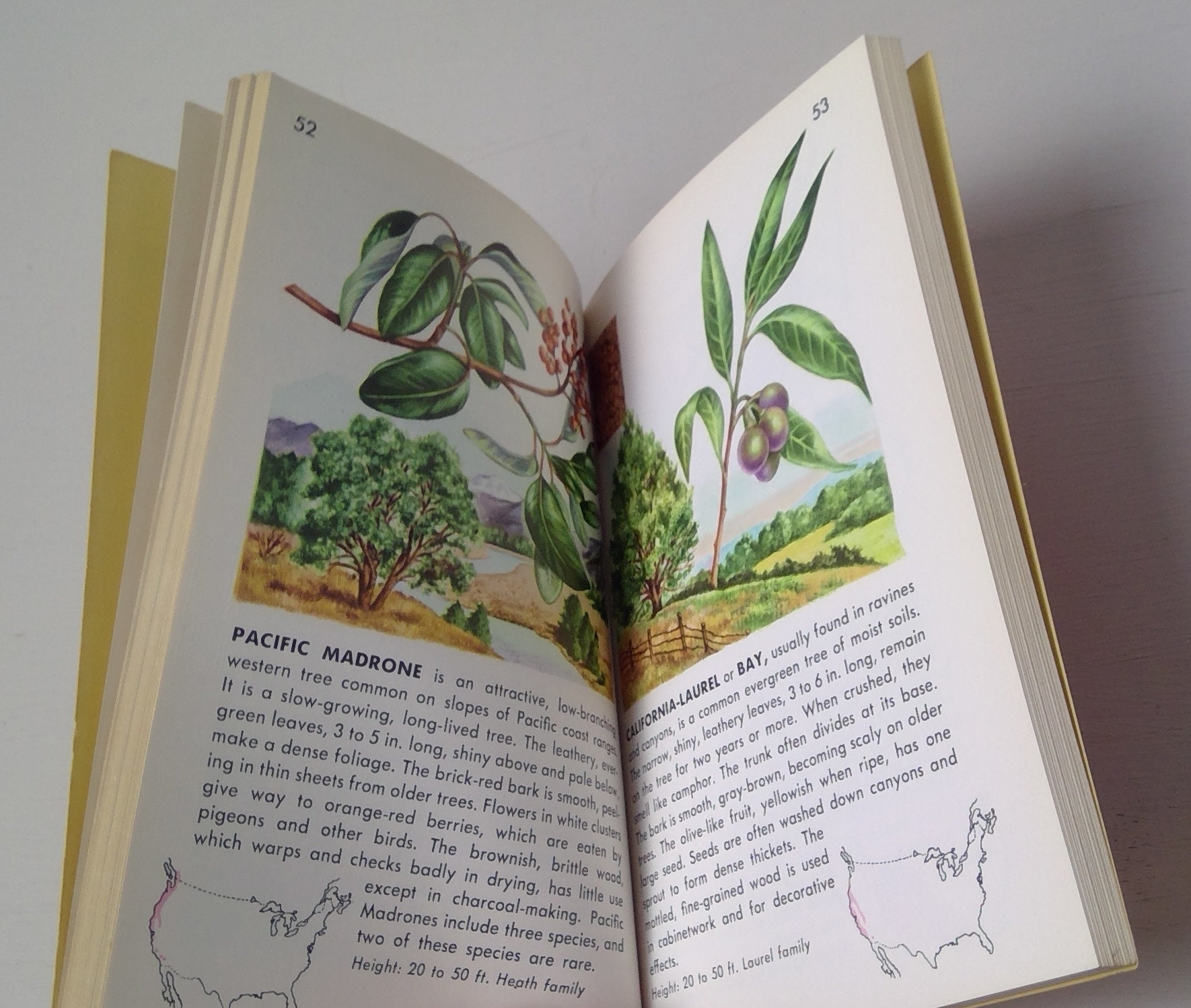 Vintage Golden Guide Trees Pocket Nature Guide Tree Guide 1956 - Etsy