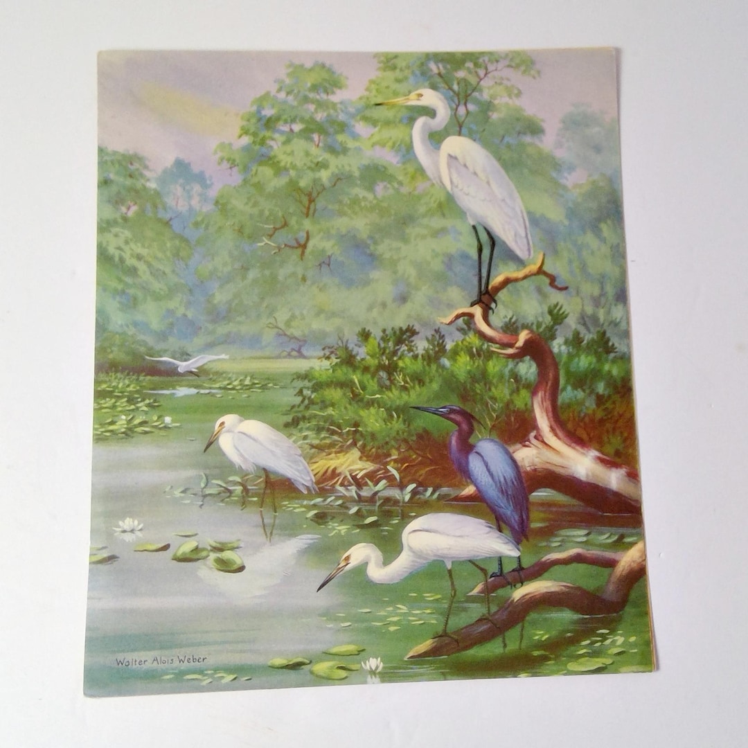 Walter A. Weber Color Bird Art Print 1930s Featuring American Egret ...