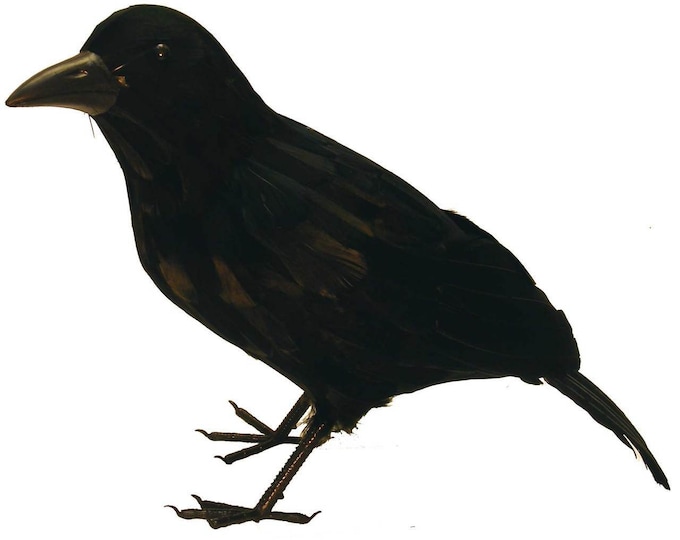 18 Inch, Artificial Crow, Feathered, Halloween Crow, Large, Standing ...