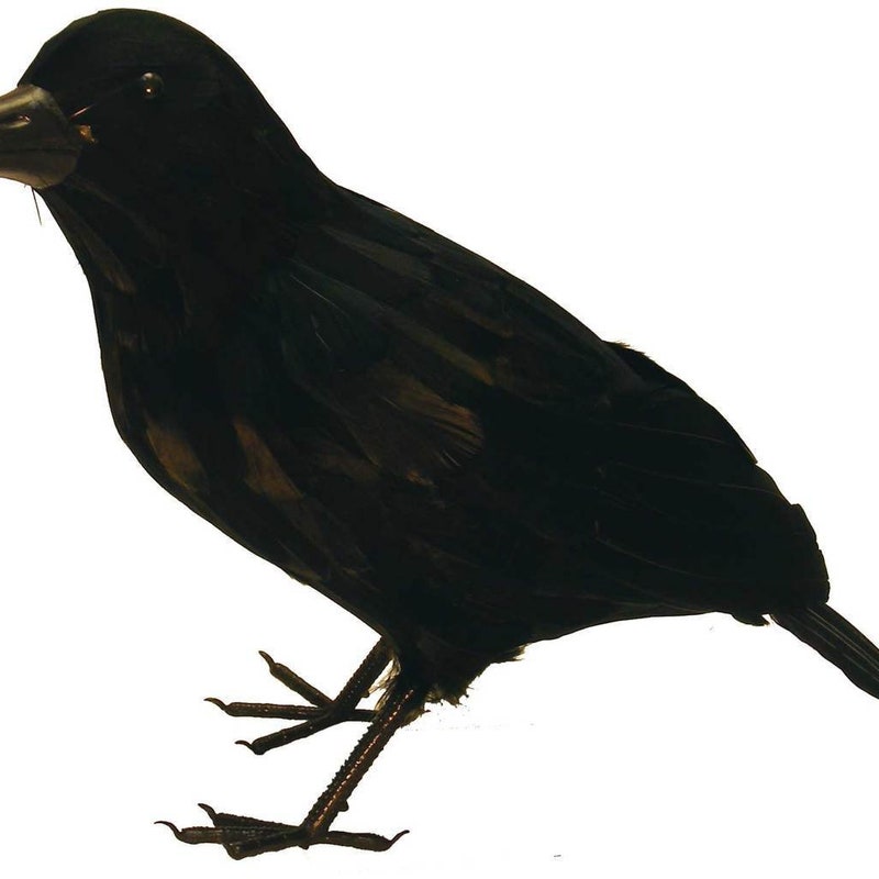 Halloween Raven Decor - Etsy