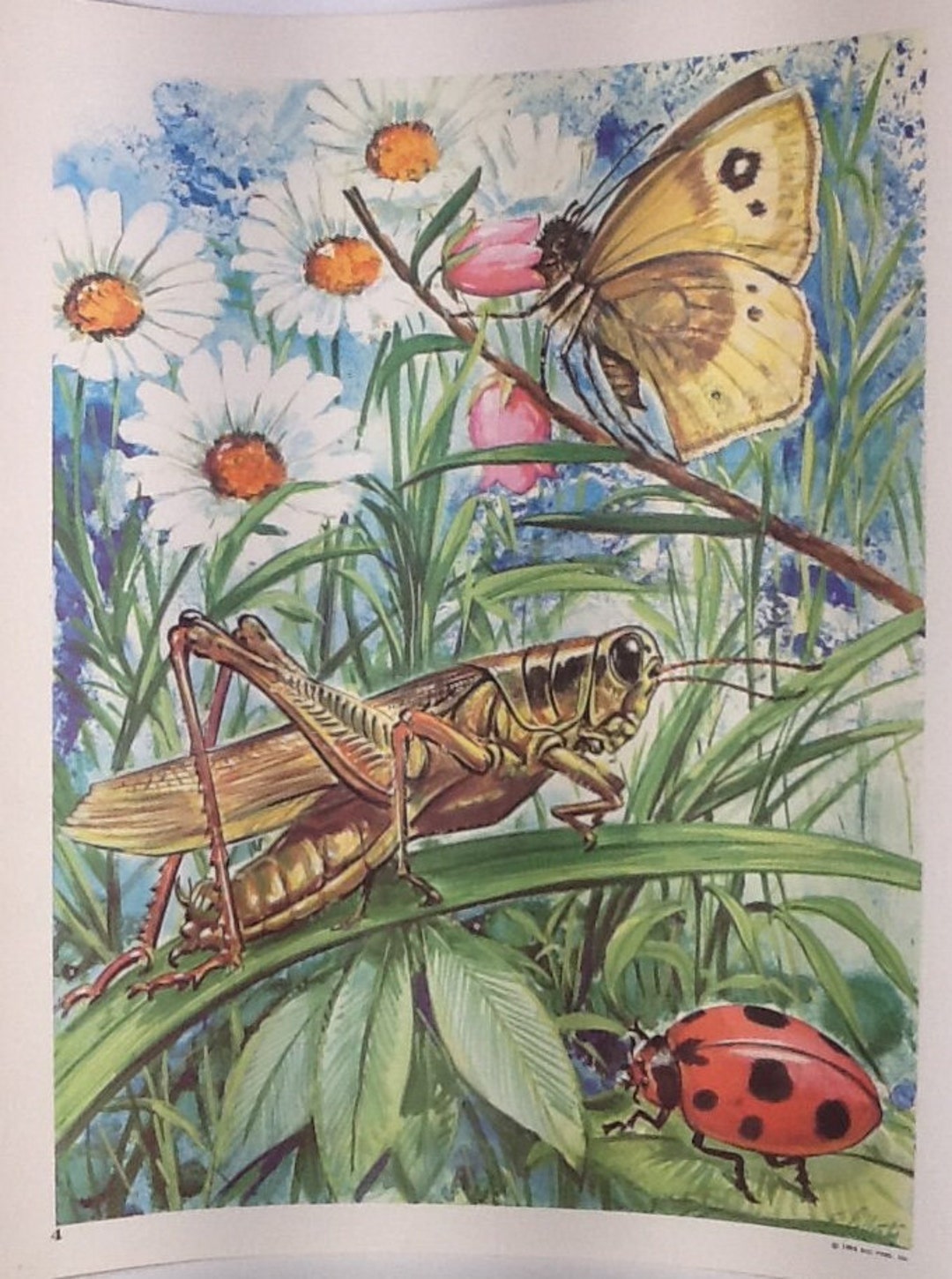 VINTAGE 1964 Teaching Picture Print Butterfly Grasshopper Ladybug ...