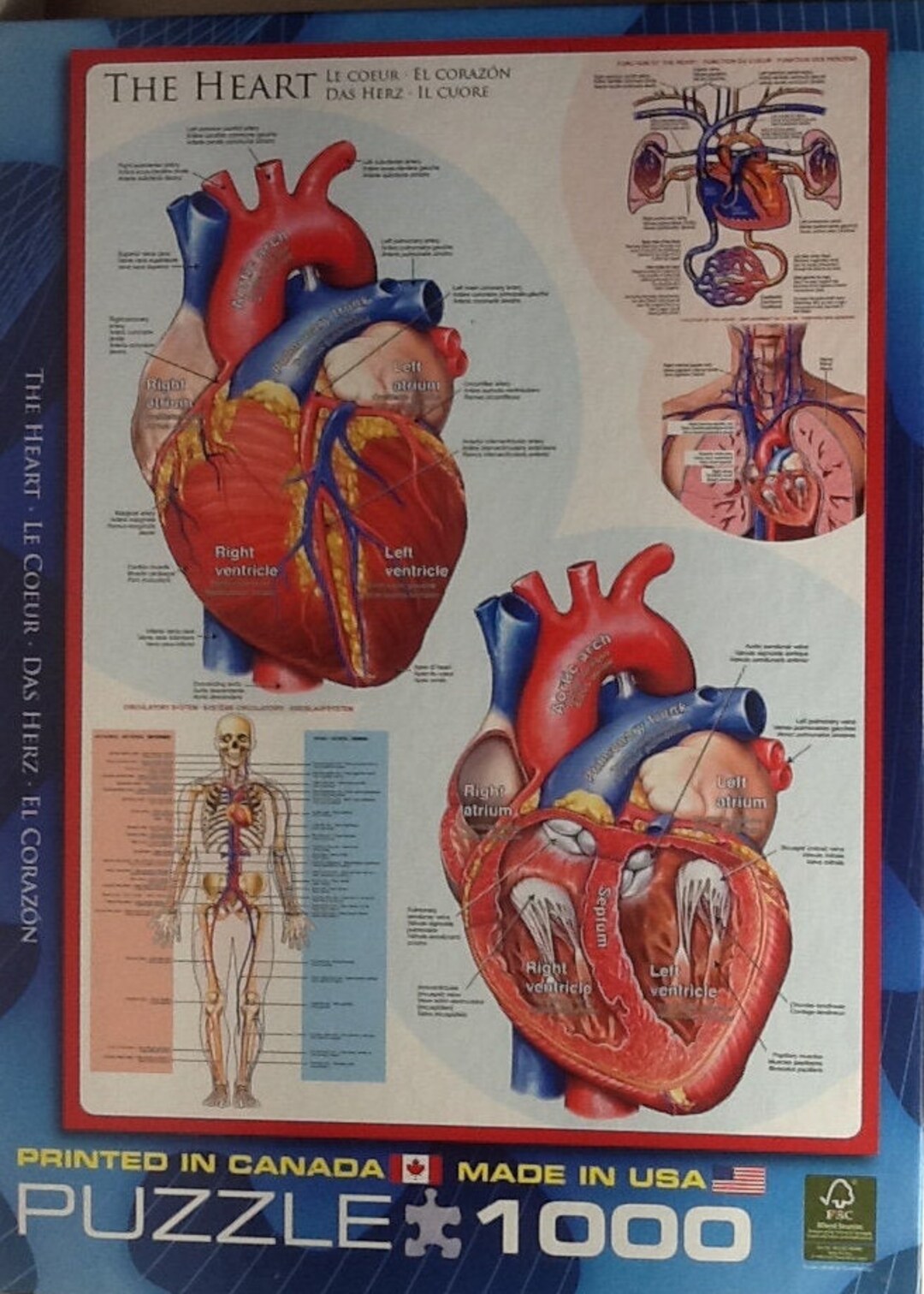 The Heart Circulatory System Function of the Heart 1000 Pc Jigsaw ...