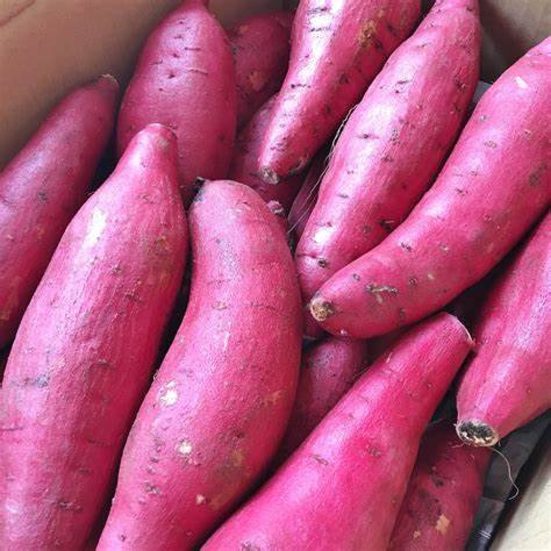 6 Japanese Sweet Potato Slips: Purple Skin, White Flesh - Etsy