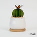 SMALL Stained Glass Cactus, Plant Stick, Potted Green Glass Succulent ...