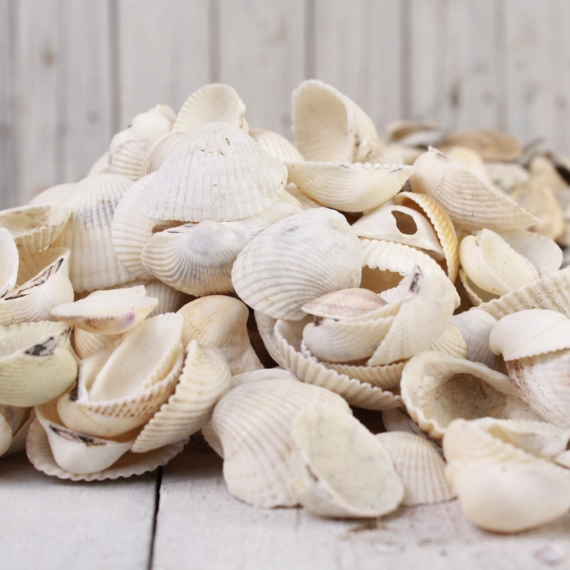 Mussel Shells - Etsy