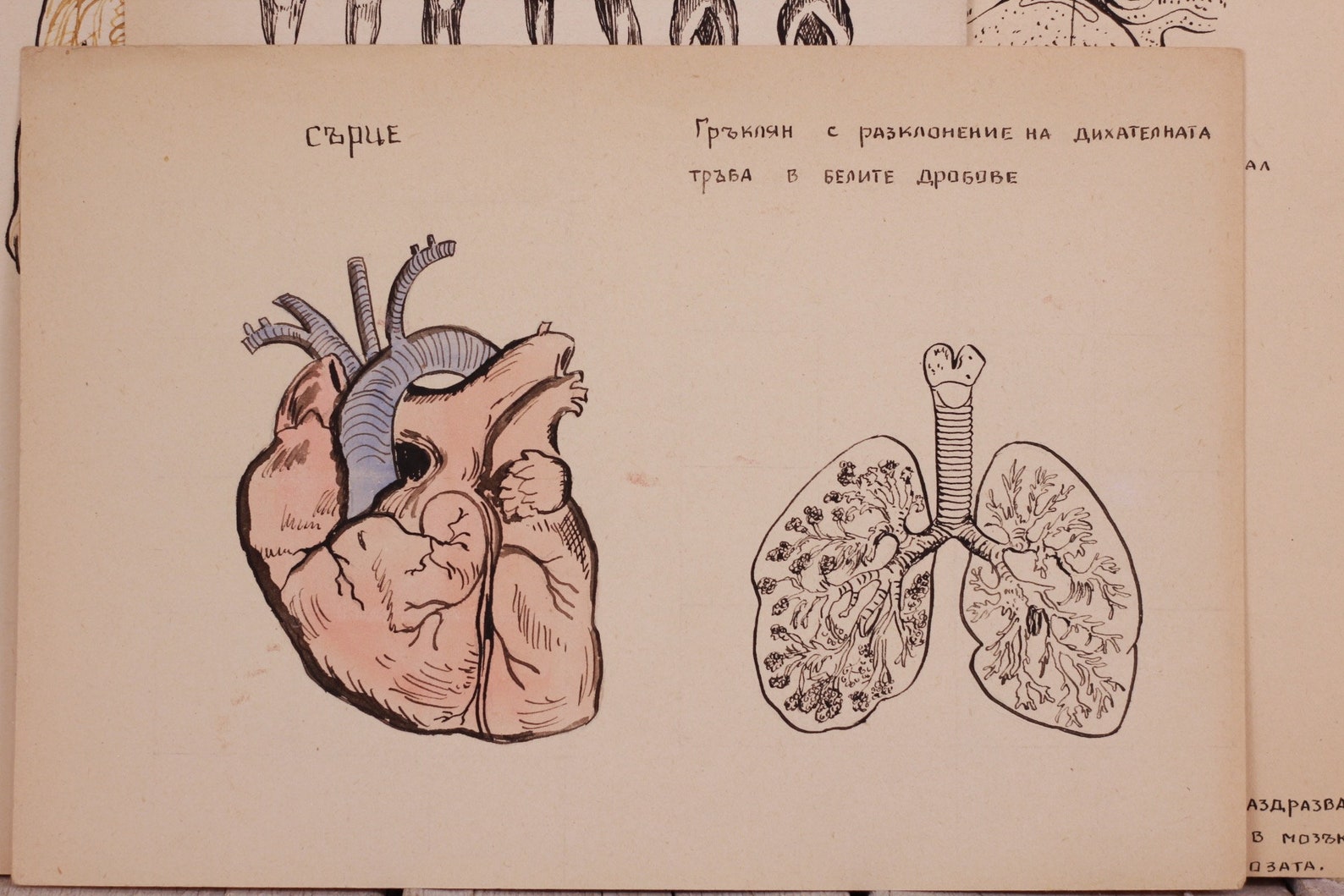 Vintage Pictures of the Organs of the Human Body Skeleton - Etsy