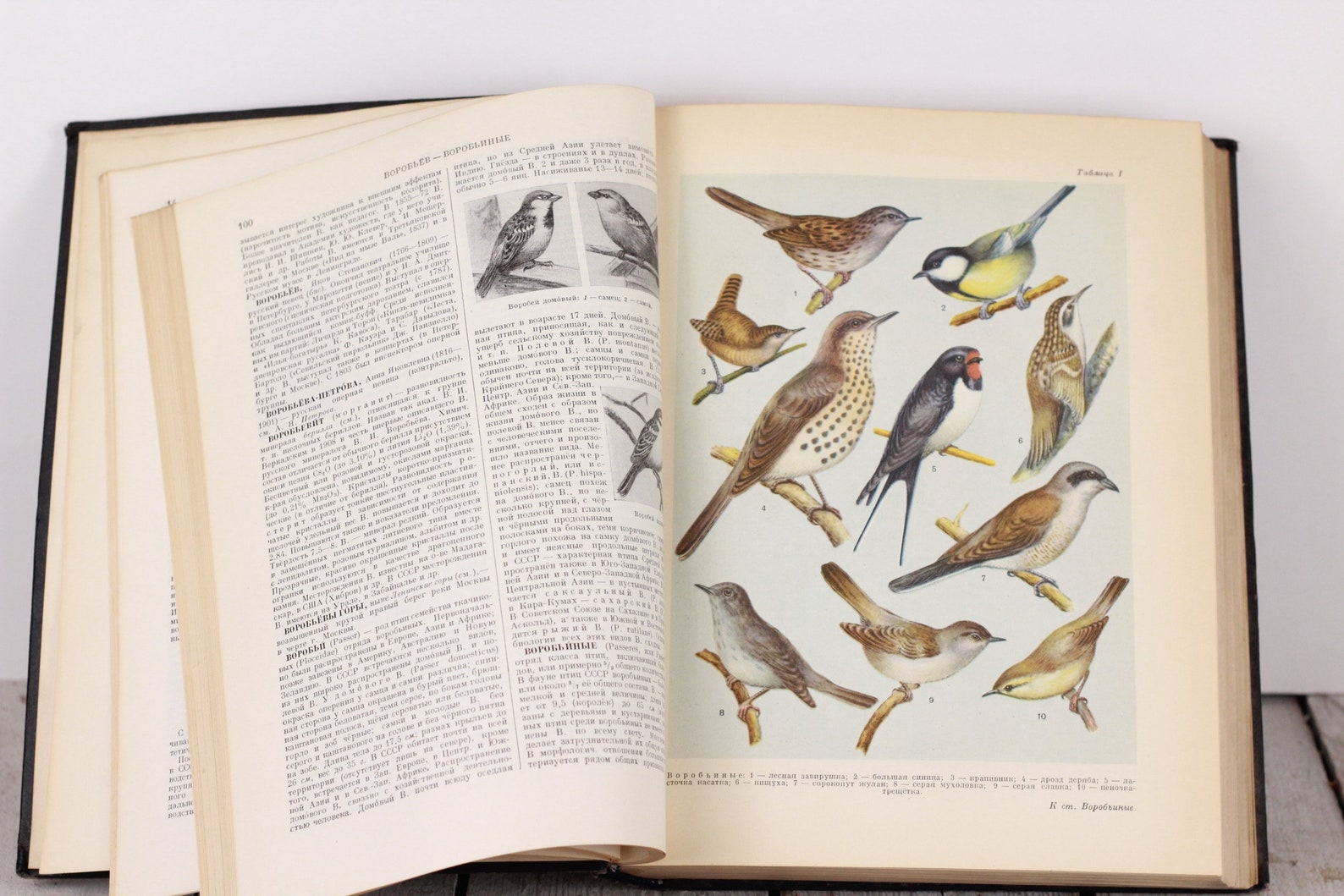 Vintage the Great Soviet Encyclopedia Tome 9 1950s 2nd Edition - Etsy